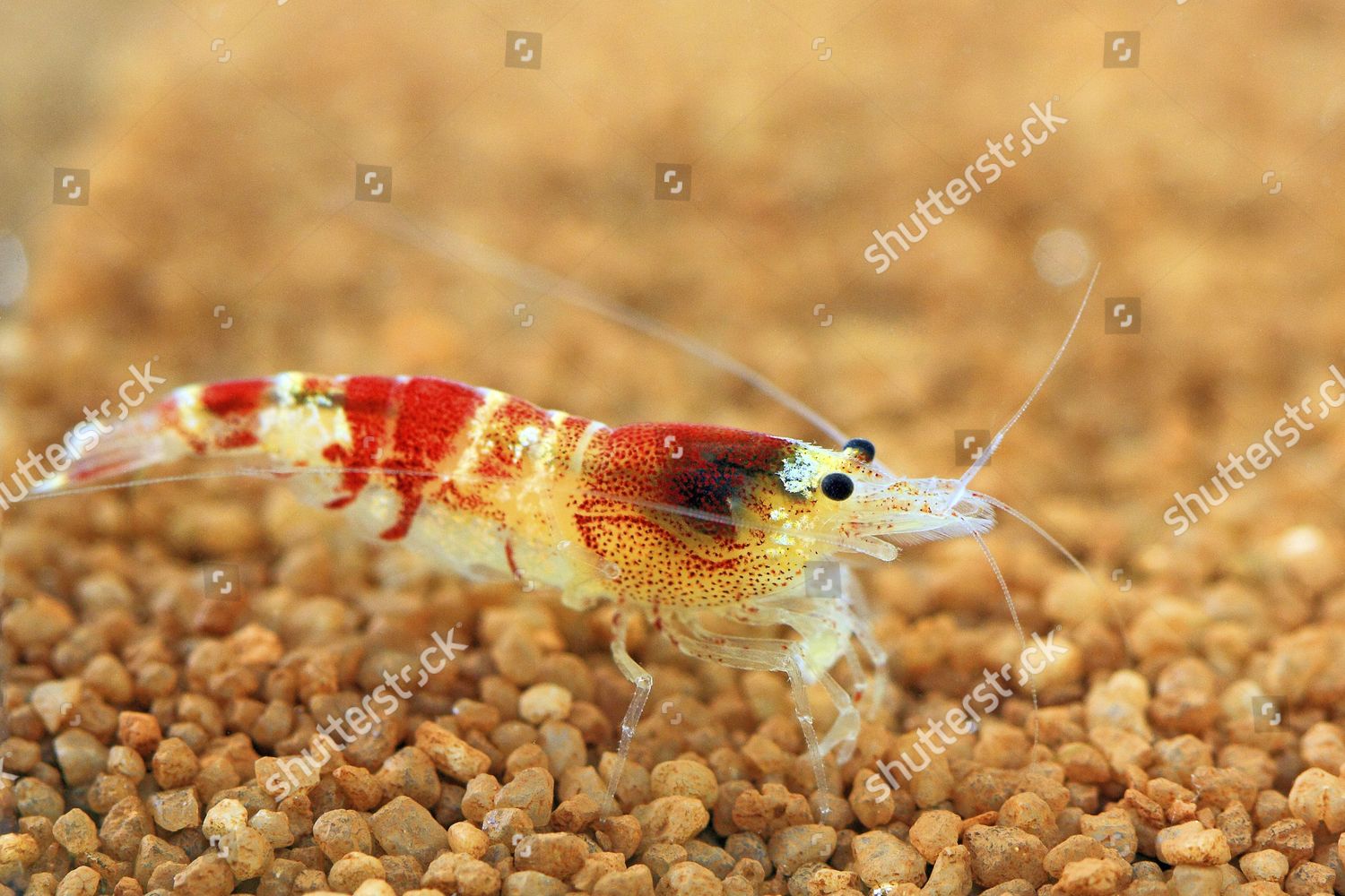 Colourful Freshwater Shrimp Crystel Red Editorial Stock Photo - Stock ...