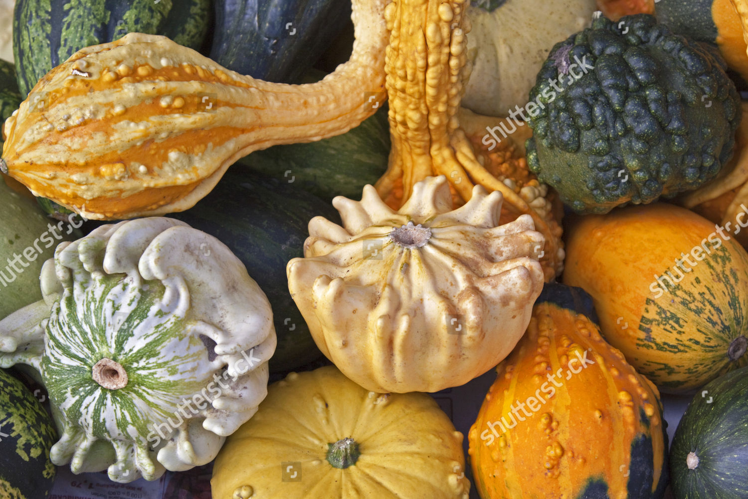 Gourds Several Varieties Editorial Stock Photo - Stock Image | Shutterstock