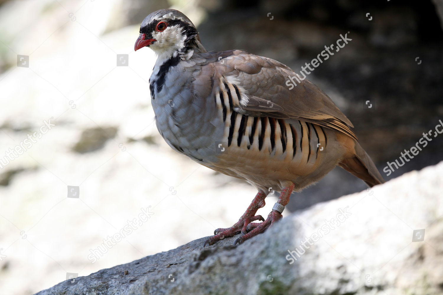 Rock Partridge Alectoris Graeca Alpine Zoo Editorial Stock Photo ...