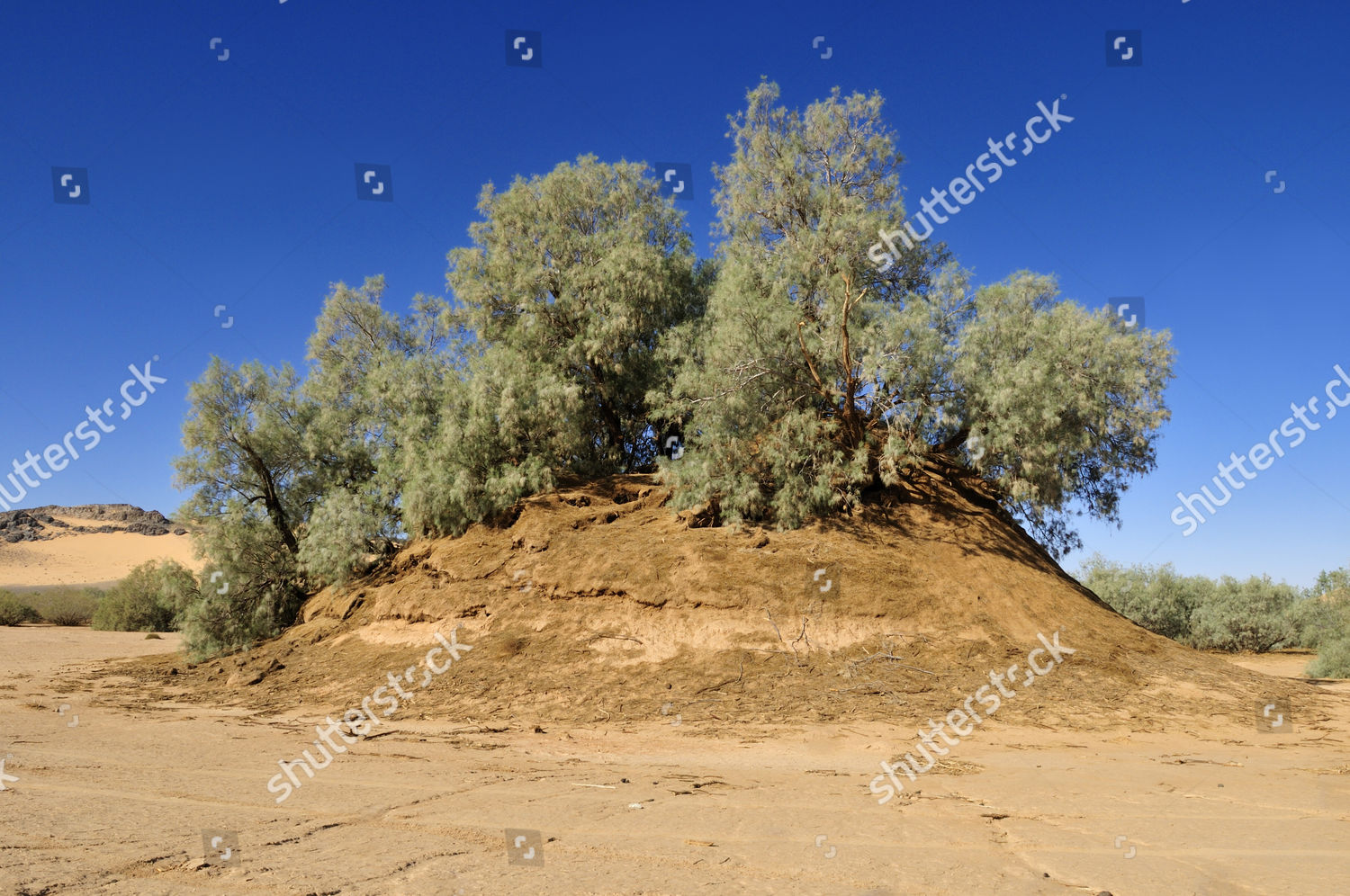 Tamarisk Tree Tamarix Growing On Sandhill Editorial Stock Photo - Stock ...