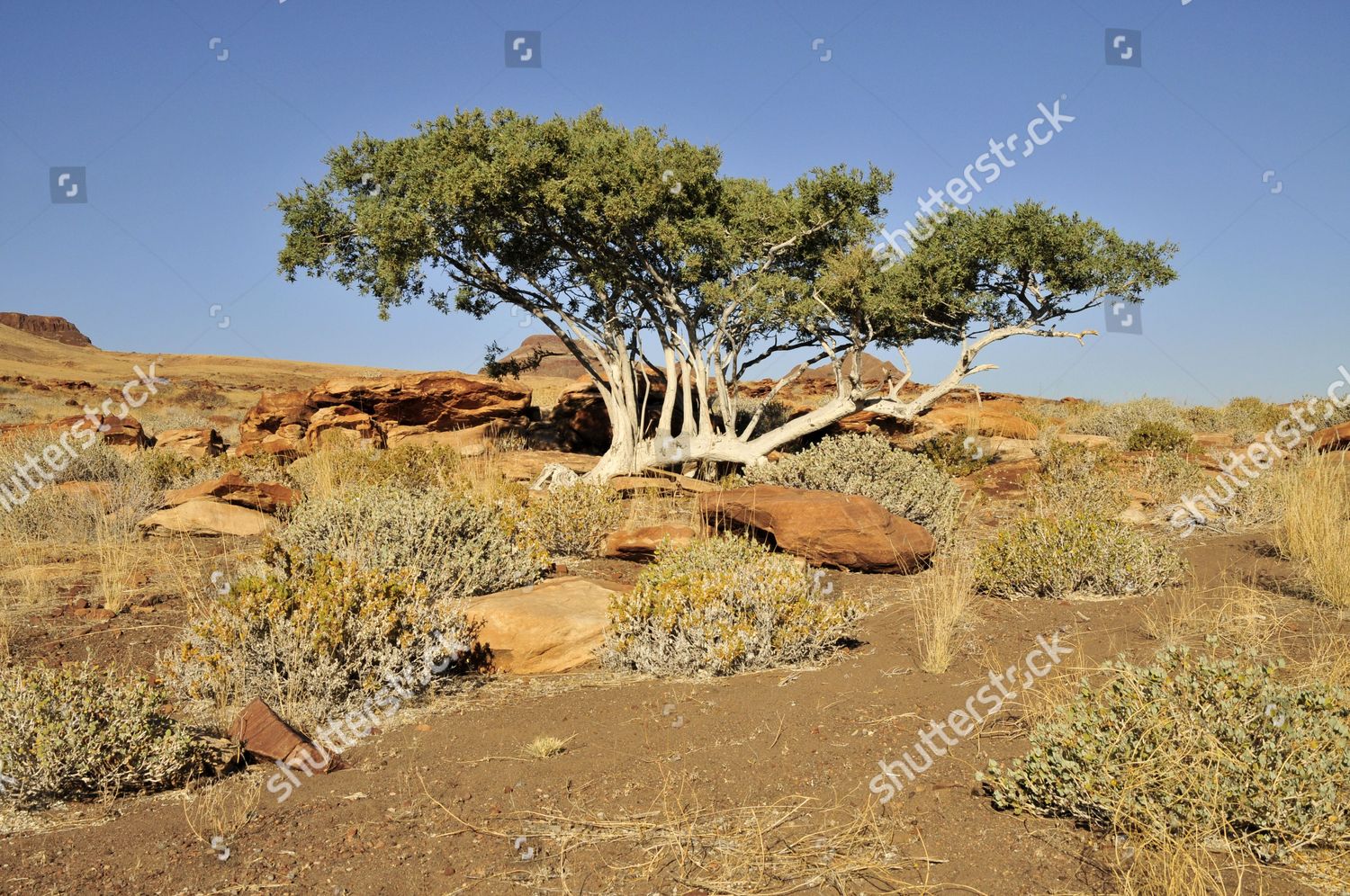 Witgatboom Matoppie Shepherds Tree Boscia Albitrunca Editorial Stock ...