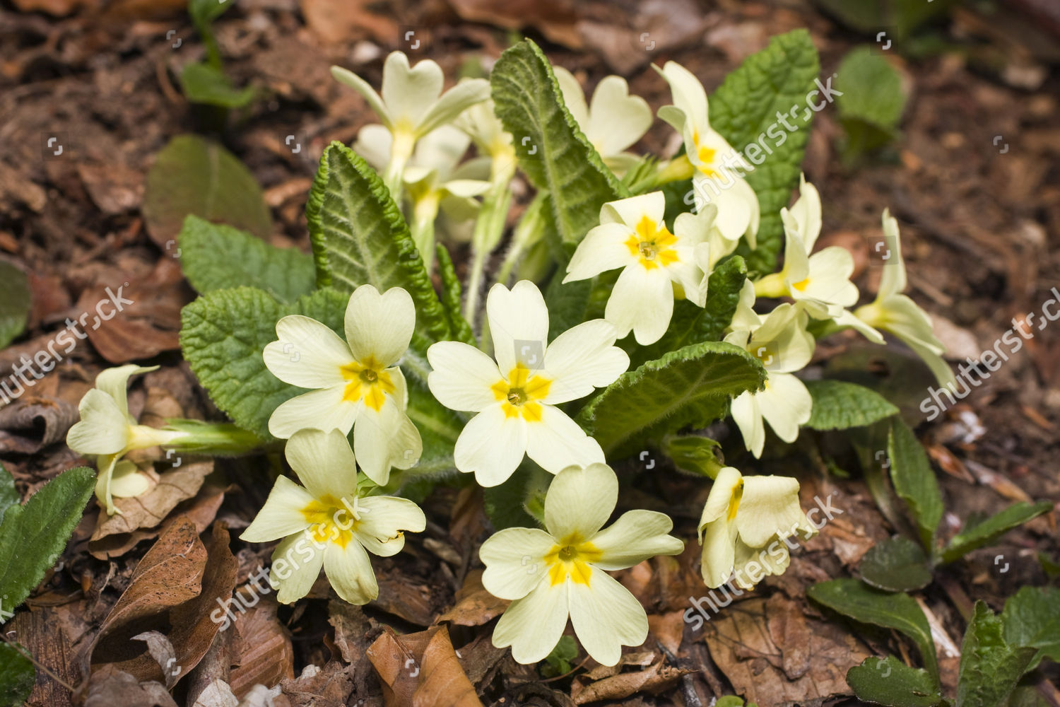 Double English Primrose Common Primrose English Editorial Stock Photo ...