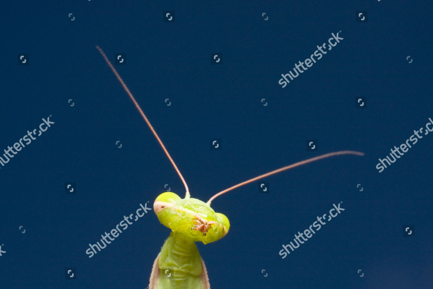 Religious Mantis European Mantid Mantis Religiosa Editorial Stock Photo ...