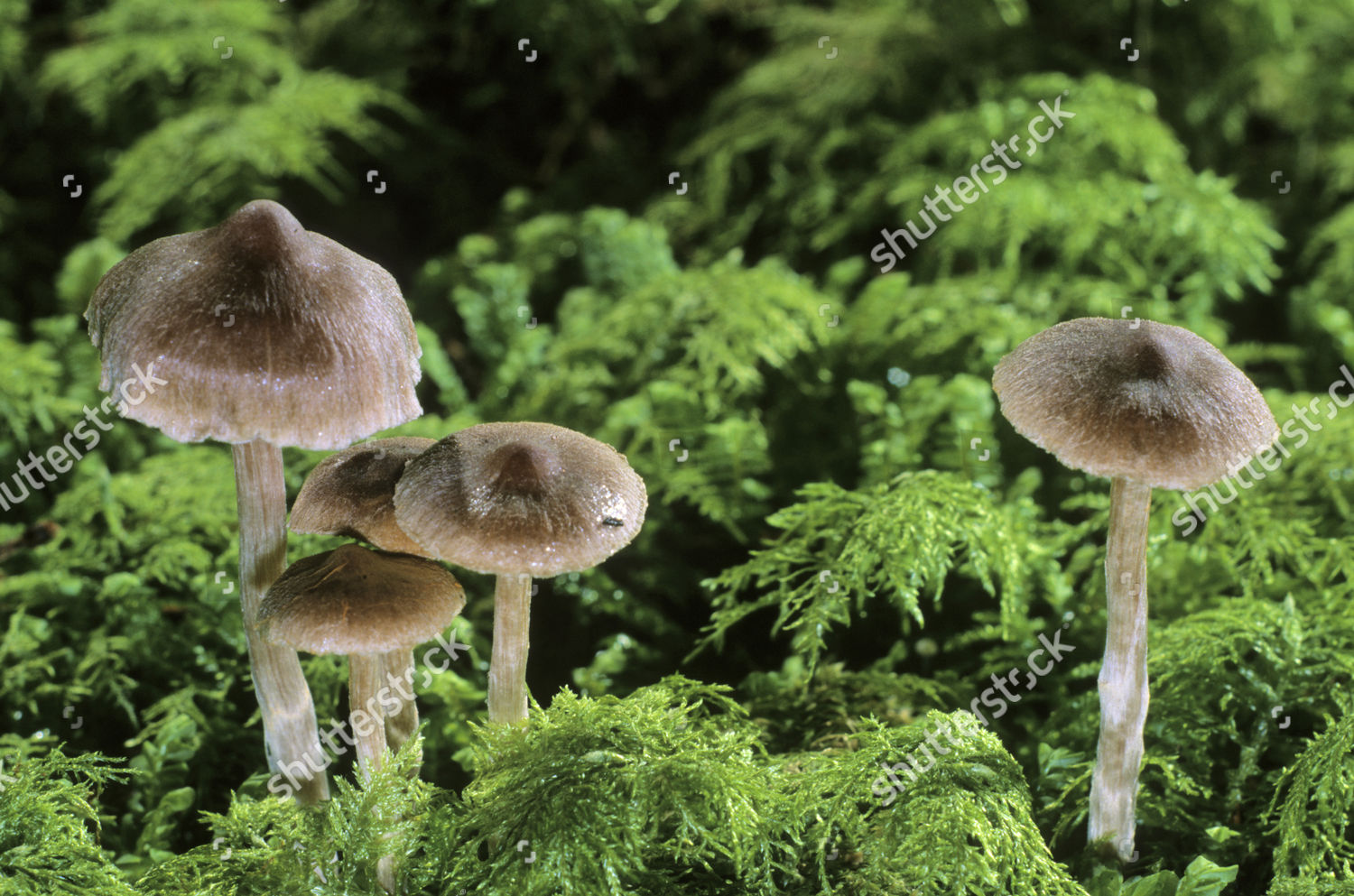 Webcap Cortinarius Sp Mushroom Editorial Stock Photo - Stock Image ...