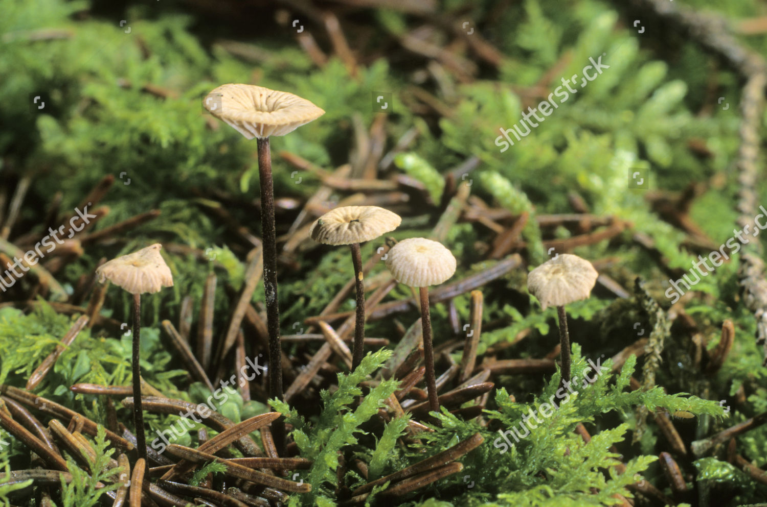 Marasme Perforant Micromphale Perforans Editorial Stock Photo - Stock ...