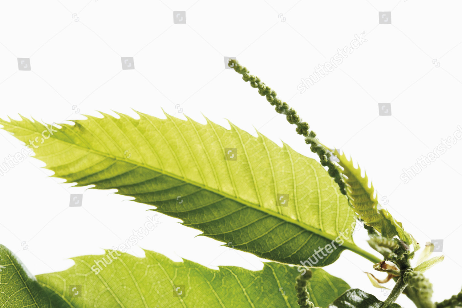 Chestnut Castanea Sativa Leaves Seeds Editorial Stock Photo - Stock ...