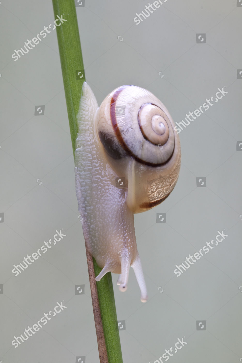Grove Snail Brownlipped Snail Cepaea Nemoralis Editorial Stock Photo ...