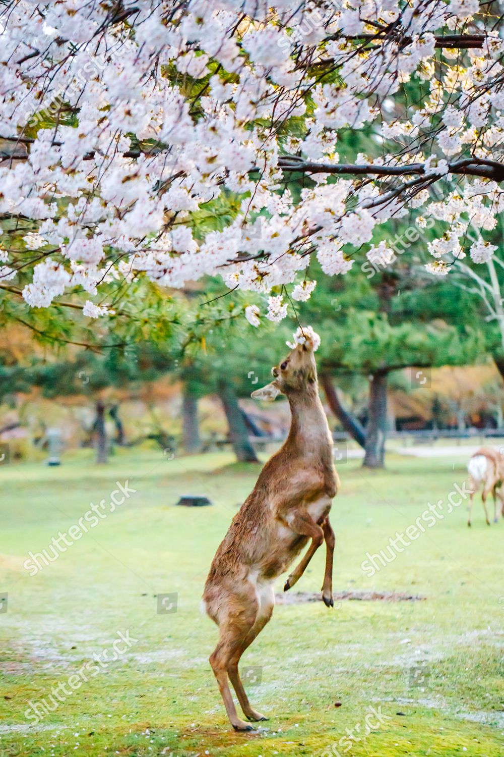 Deer On Hind Legs Stretching Reach Editorial Stock Photo - Stock Image ...