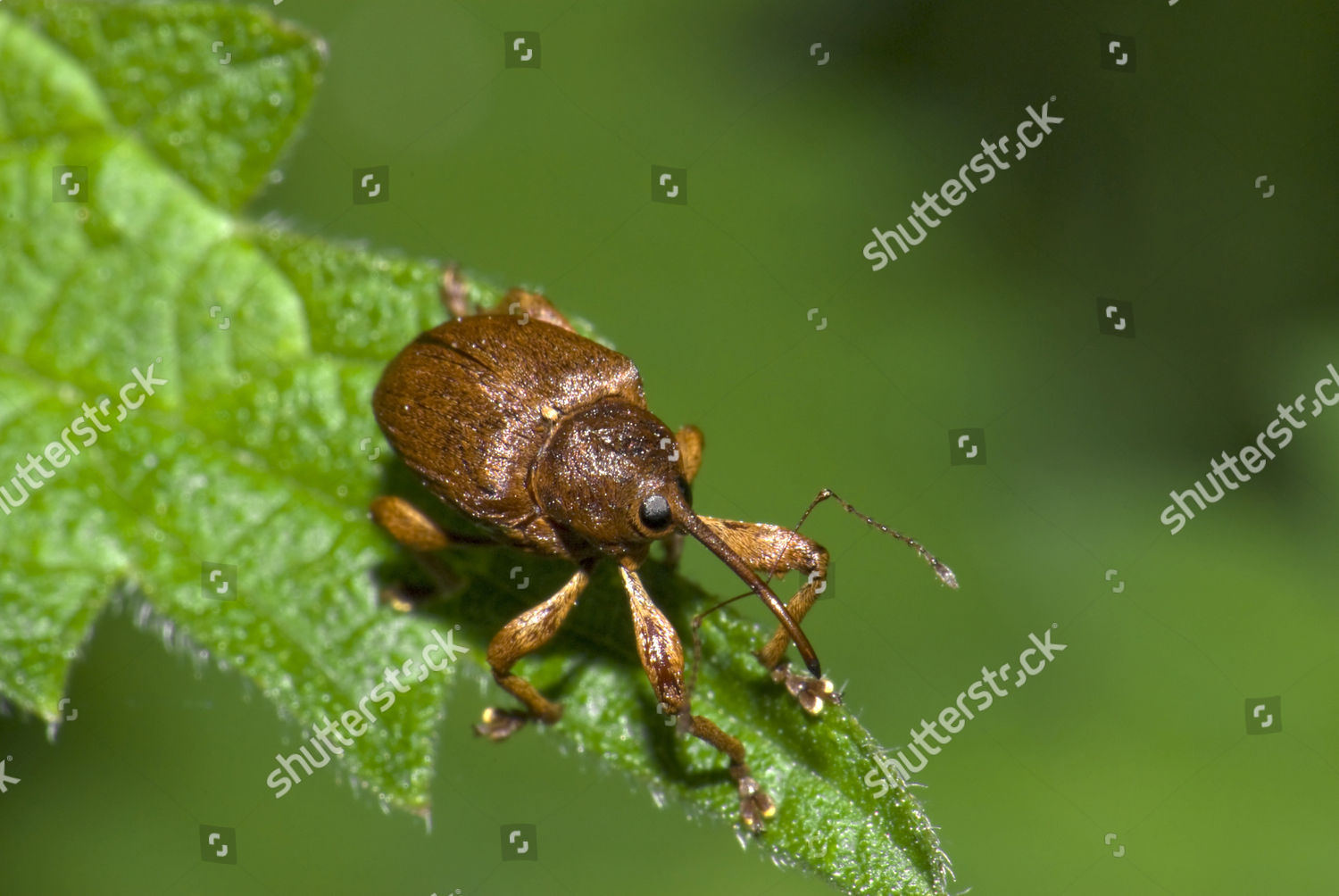 Hazelnut Weevil Curculio Nucum On Leaf Editorial Stock Photo - Stock ...