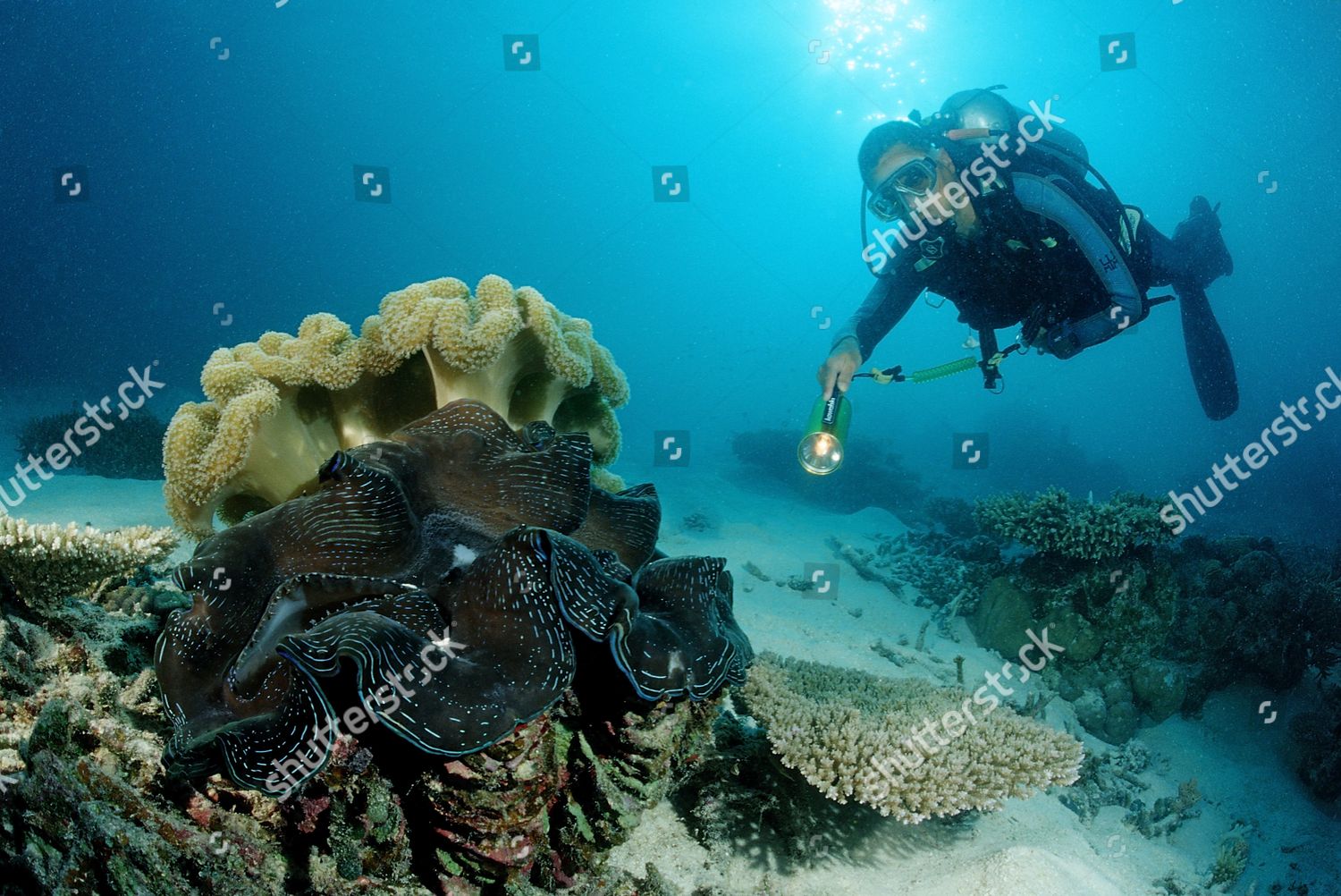 Model Released Diver Fluted Giant Clam Editorial Stock Photo - Stock ...