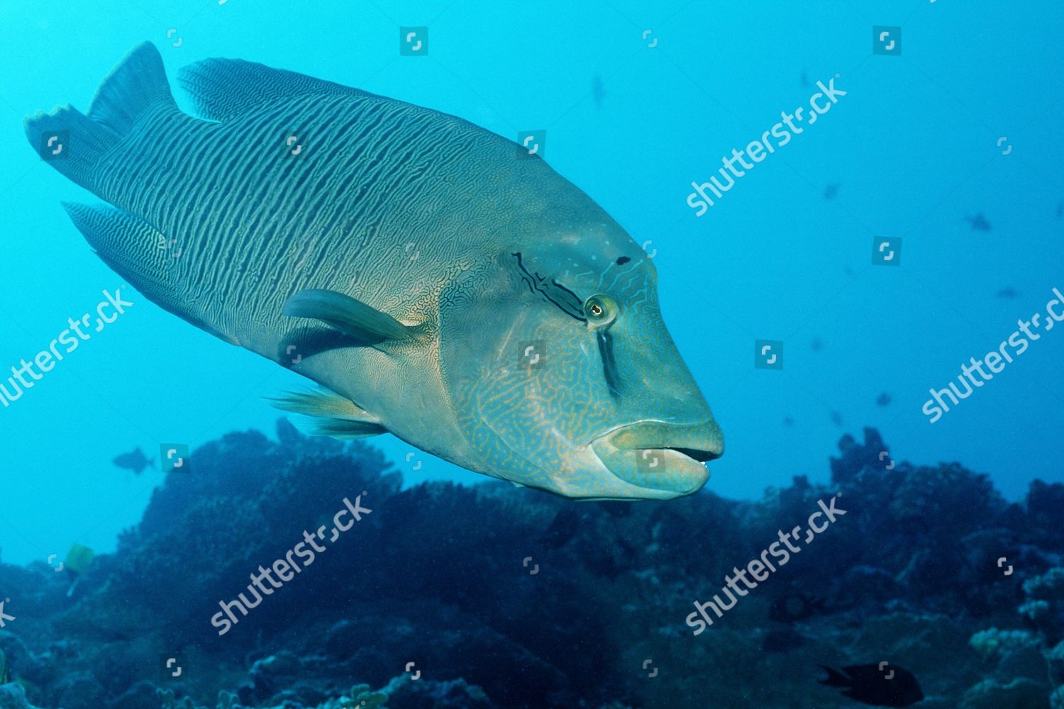 Napoleonfish Humpback Wrasse Cheilinus Undulatus Blue Editorial Stock Photo - Stock Image ...