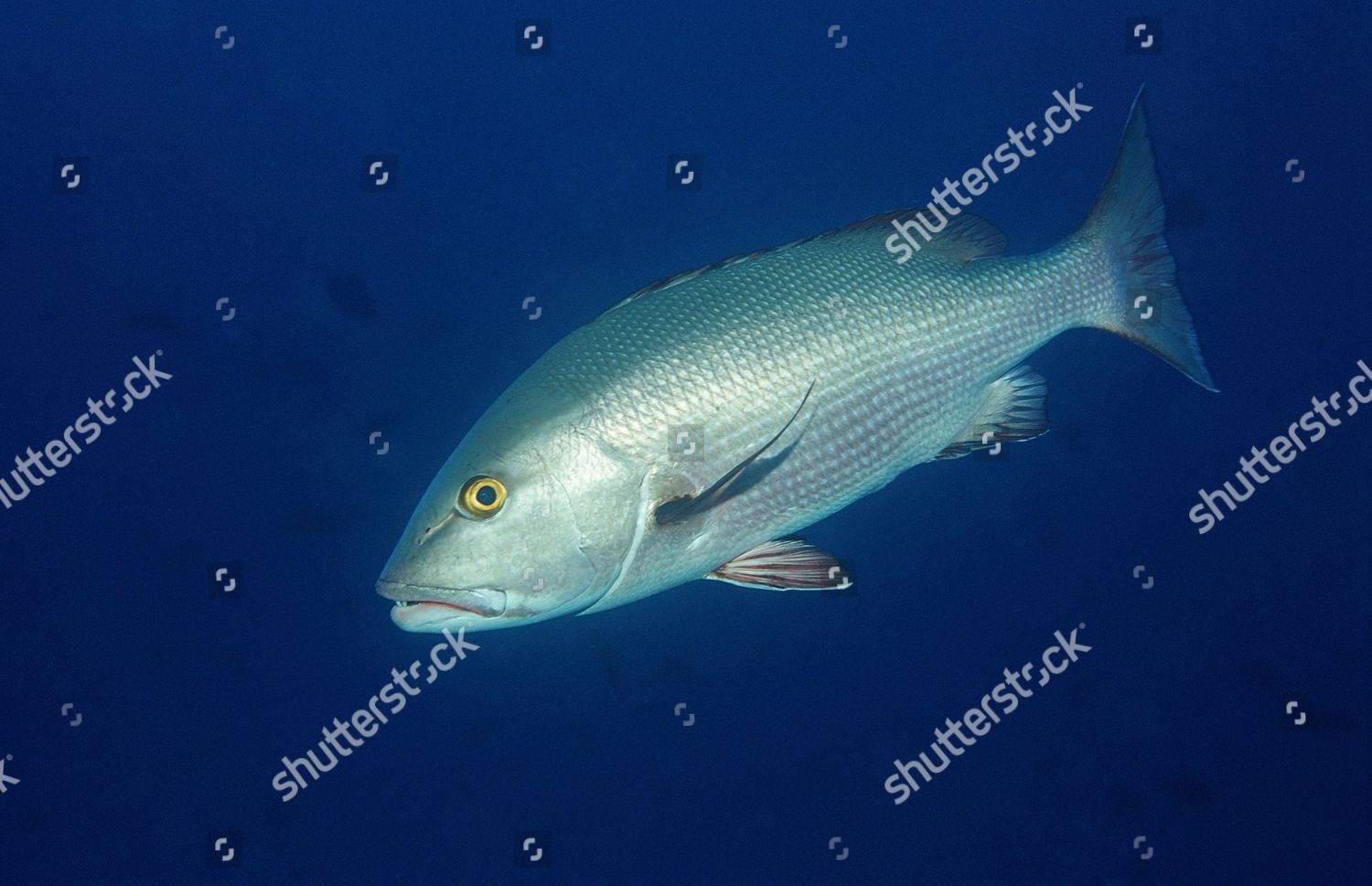 Twospot Red Snapper Lutjanus Bohar Maldive Editorial Stock Photo ...