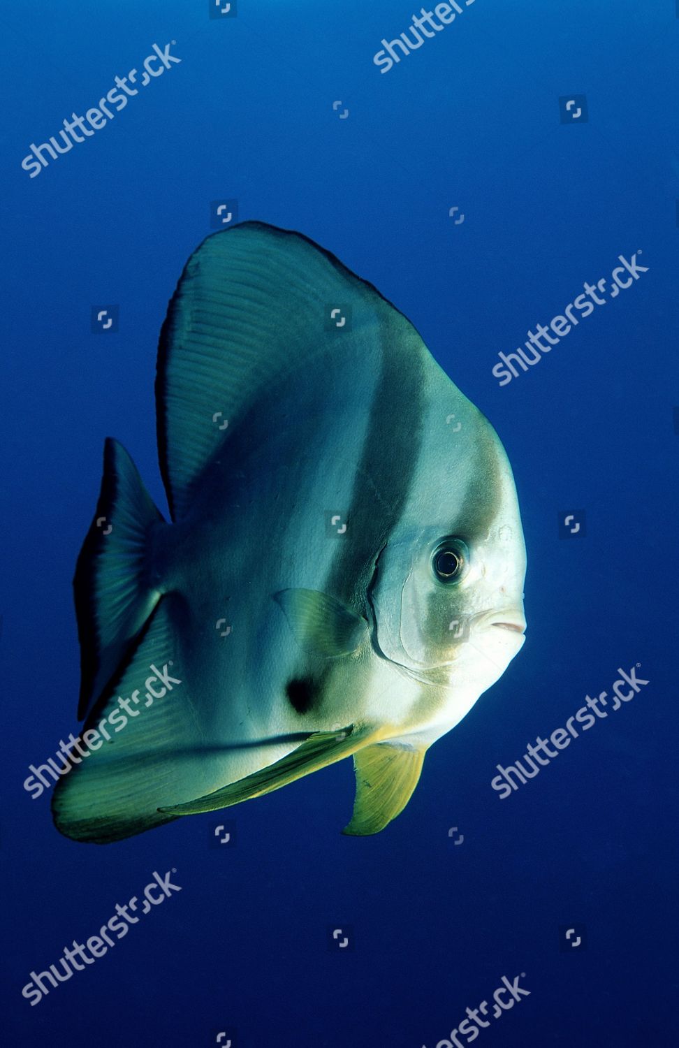 Dusky Batfish Red Faced Batfish Platax Editorial Stock Photo - Stock ...