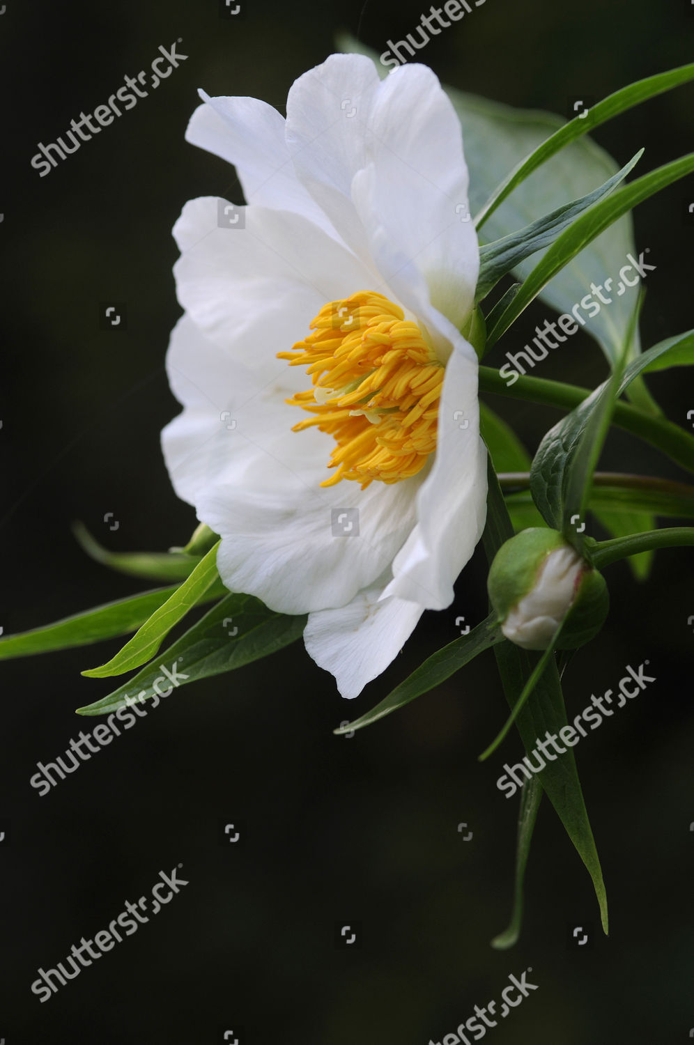 Himalayan Peony Paeonia Emodi Editorial Stock Photo - Stock Image ...
