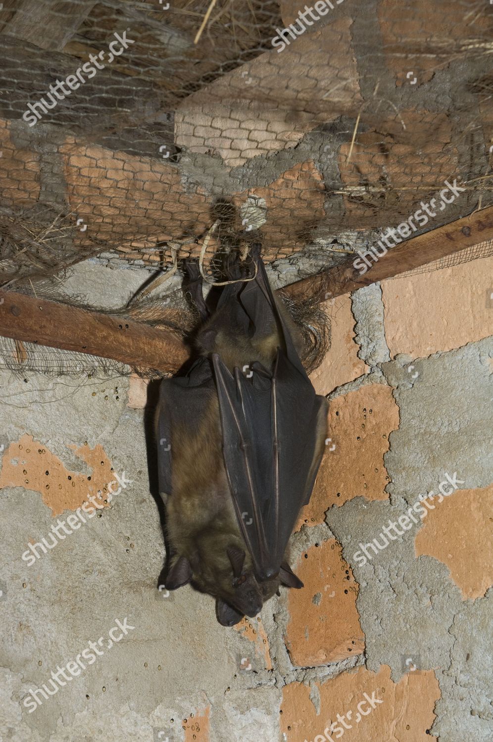 Madagascar Rousette Rousettus Madagascariensis Hanging Barn Editorial ...