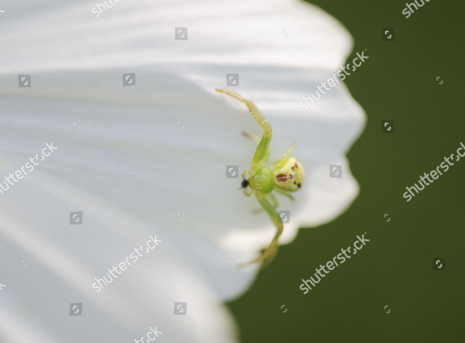 Triangle Crab Spider Misumenops Tricuspidatus On Editorial Stock Photo ...
