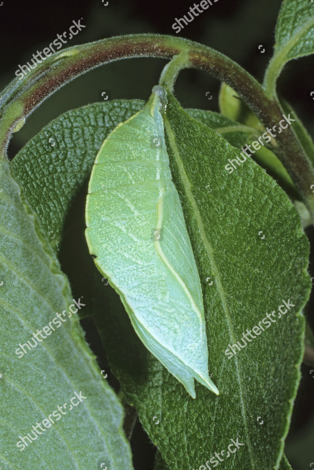 Purple Emperor Apatura Iris Pupa On Editorial Stock Photo - Stock Image ...