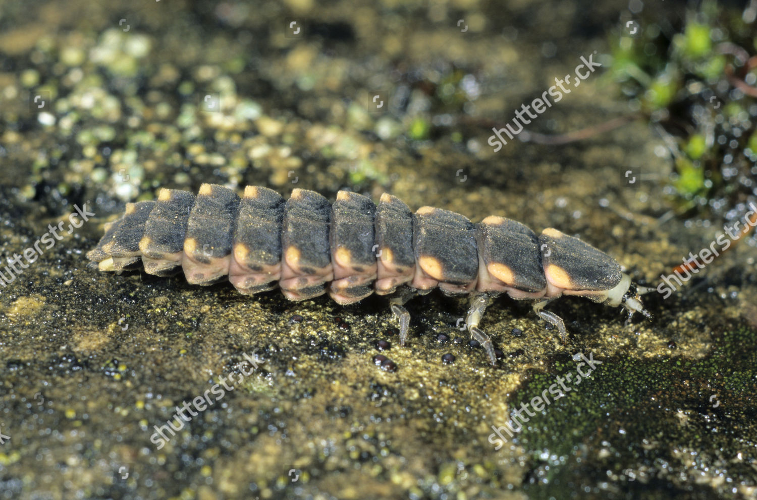 Large Common Glowworm Lampyris Noctiluca Larva Editorial Stock Photo ...