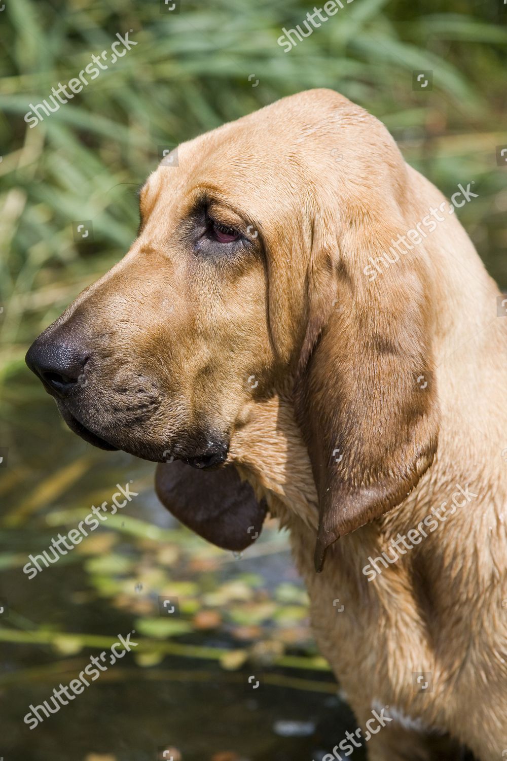Young Bloodhound St Hubert Hound Sleuth Editorial Stock Photo - Stock ...