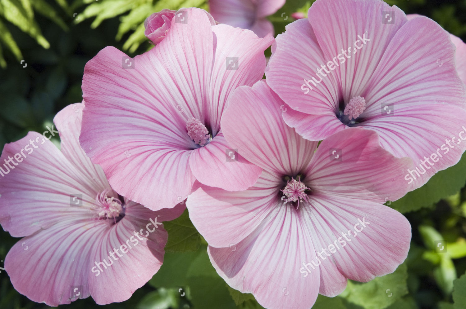 Annual Mallow Rose Mallow Royal Mallow Editorial Stock Photo - Stock ...