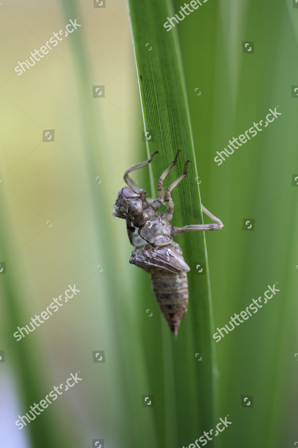 Exuvia Remaining Larval Skin Cast Skin Editorial Stock Photo - Stock ...