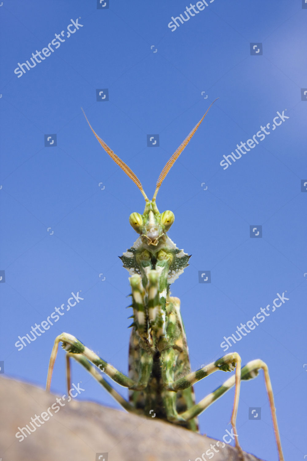 Praying Mantis Mantodea Libyan Desert Libya Editorial Stock Photo ...