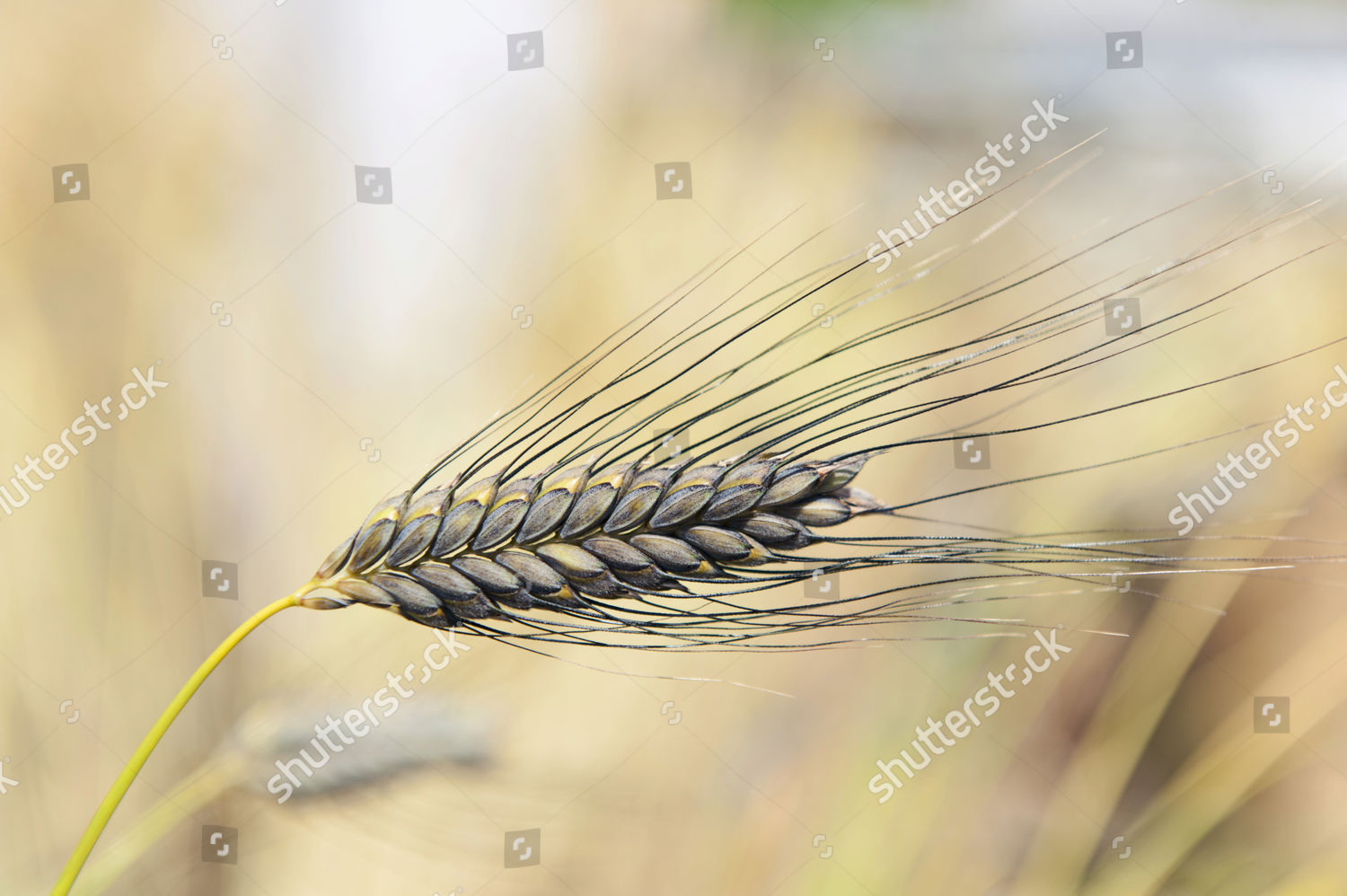 Emmer Wheat Farro Triticum Dicoccum Oldest Editorial Stock Photo ...
