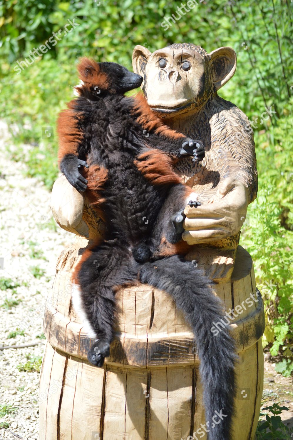 Redruffed Lemur Basking Sun On Wooden Editorial Stock Photo - Stock ...