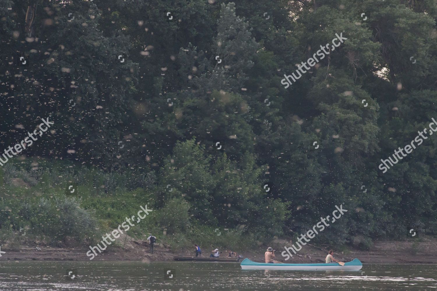 Longtailed Mayflies Seen Above River Tisza Editorial Stock Photo ...