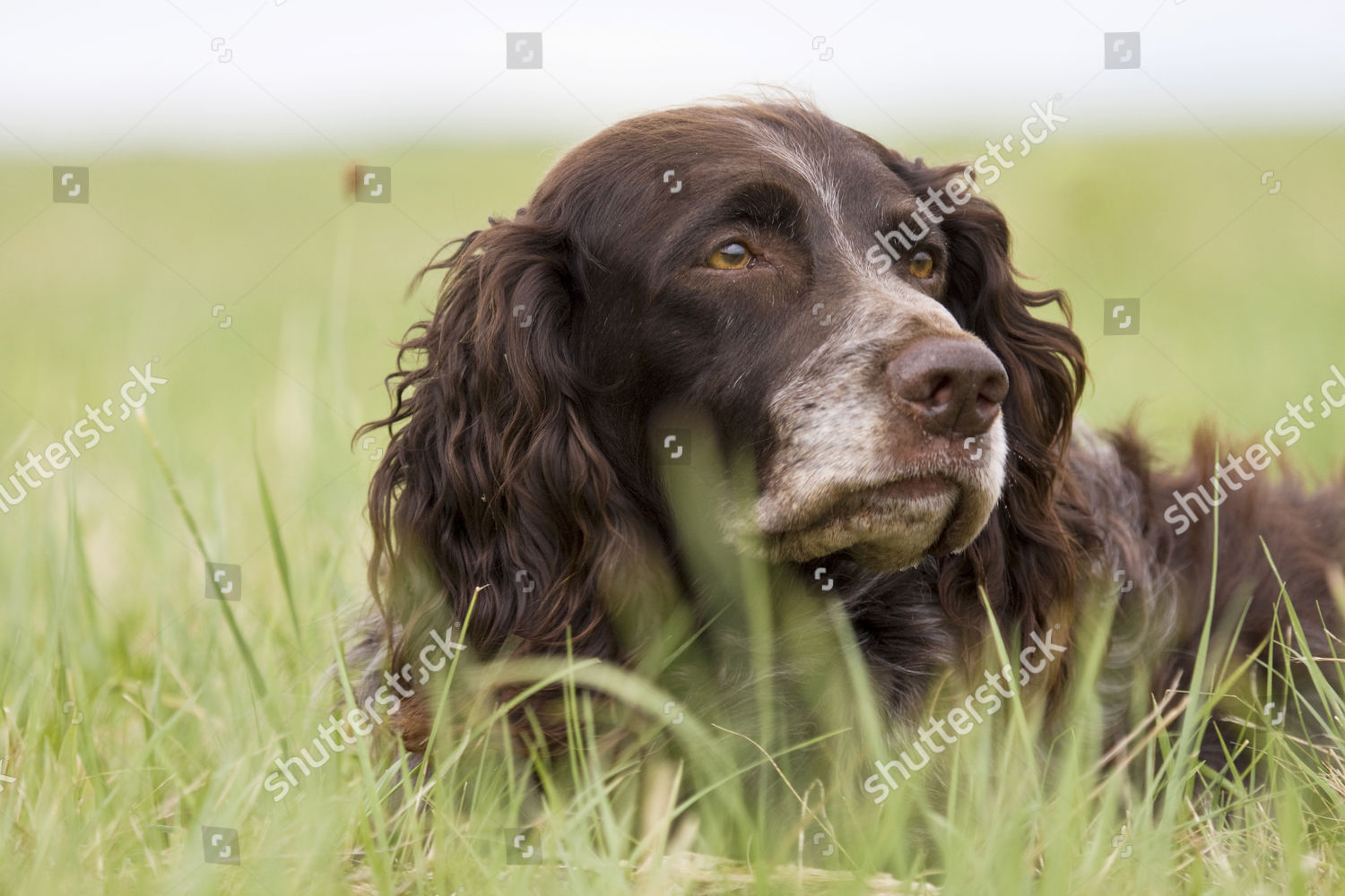 Deutscher Wachtelhund German Quail Dog Hunting Editorial Stock Photo ...