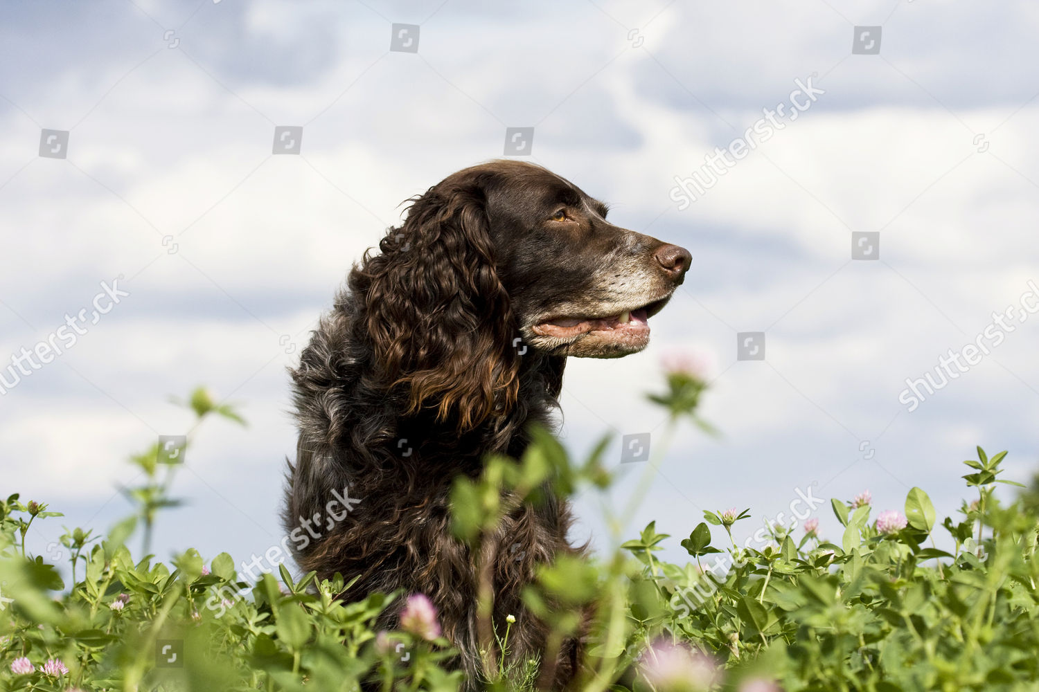 Deutscher Wachtelhund German Quail Dog Hunting Editorial Stock Photo ...