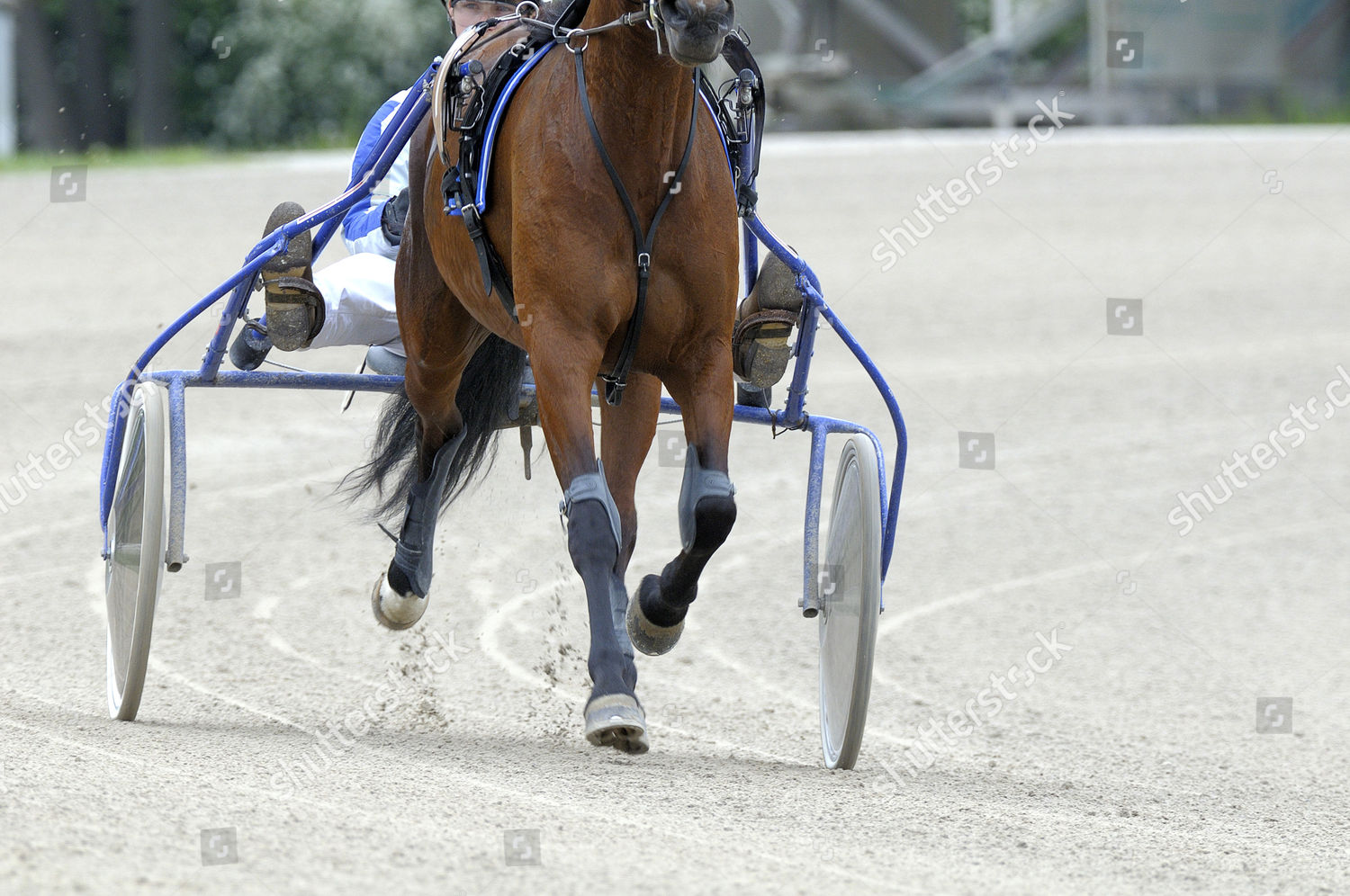 Closeup Trotting Race Trotter Sulky Daglfing Editorial Stock Photo ...