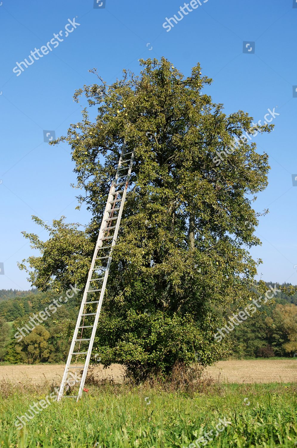 Ladder Leaning Against Pear Tree Freiroettenbach Editorial Stock Photo ...