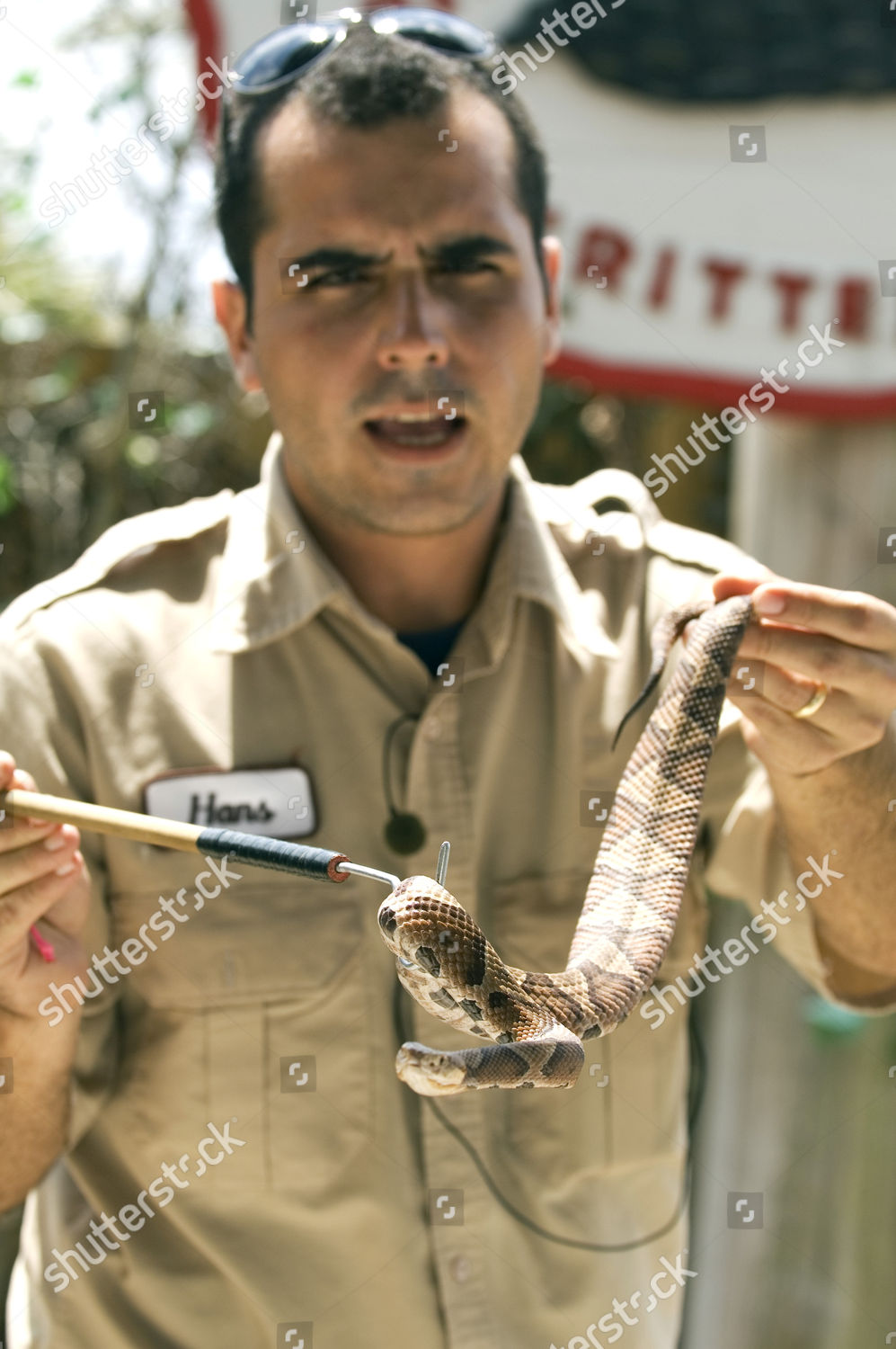 Ranger Showing Rattle Snake During Snake Editorial Stock Photo - Stock ...