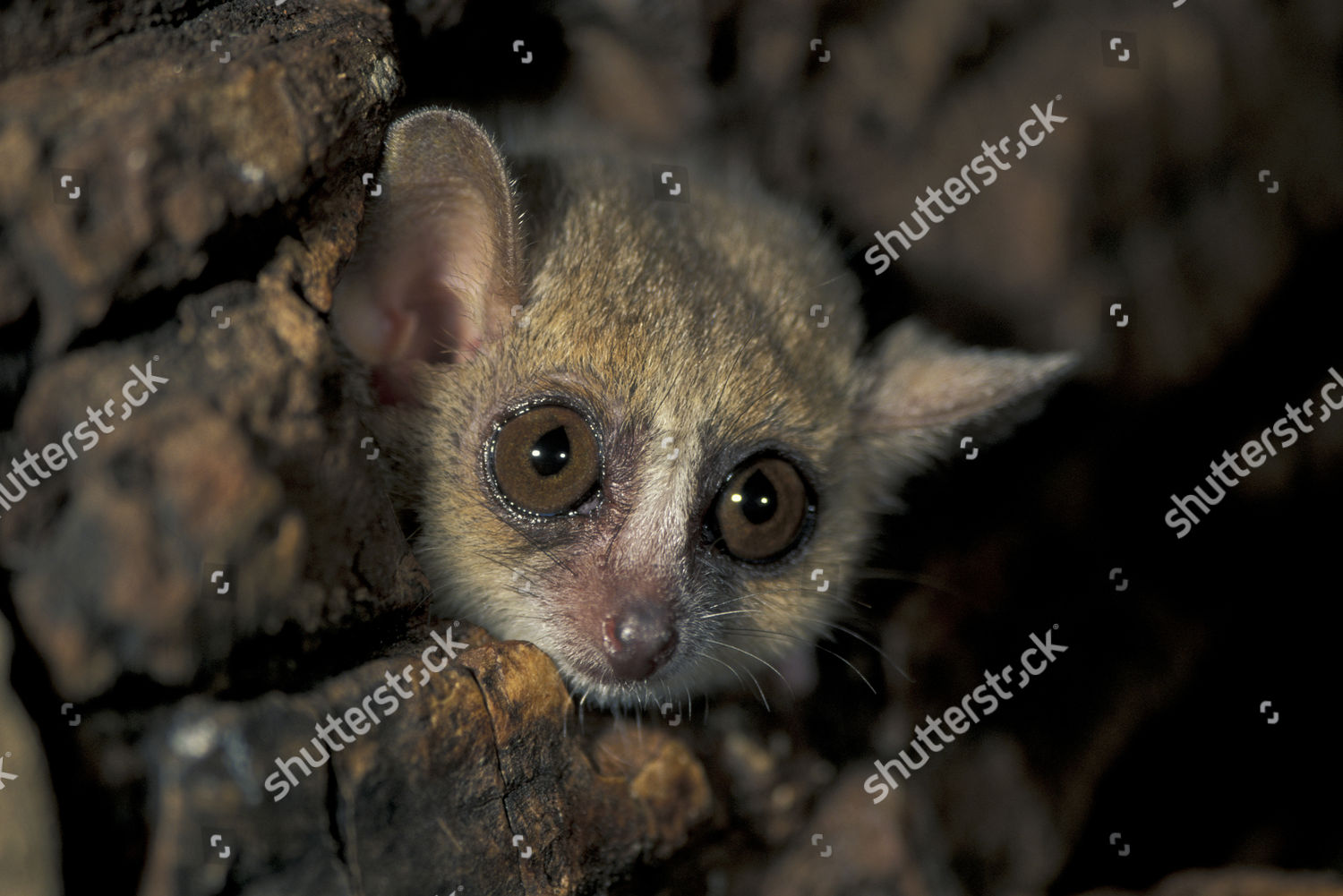Gray Mouse Lemur Microcebus Murinus Adult Editorial Stock Photo - Stock ...