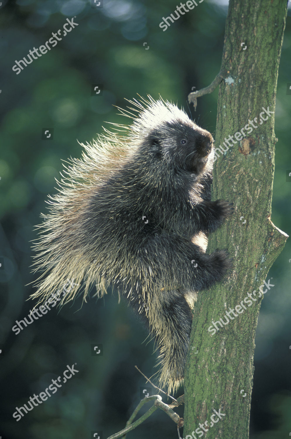North American Porcupine Canadian Porcupine Common Editorial Stock ...