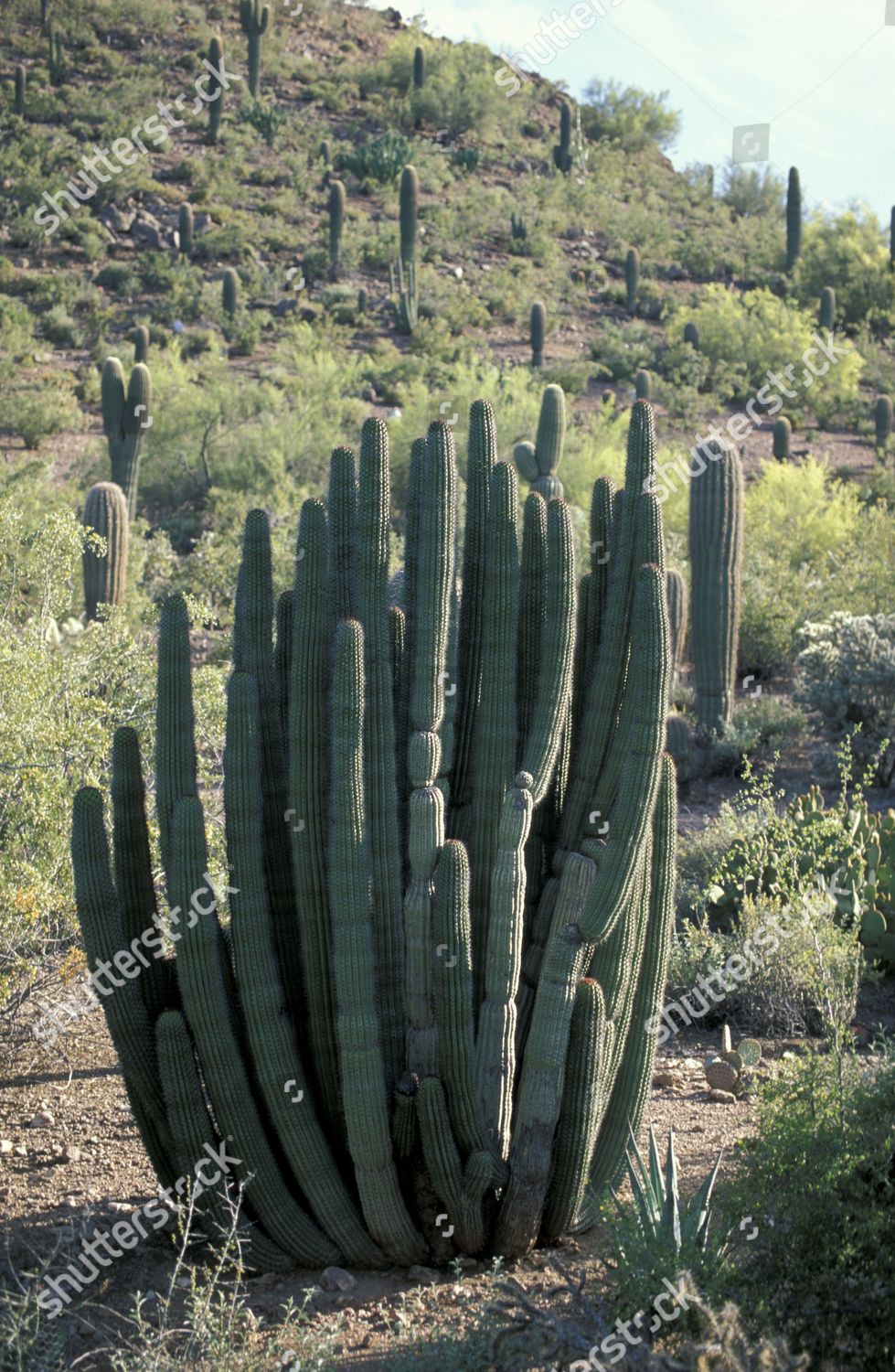 Organ Pipe Cactus Stenocereus Thurberi Sonora Editorial Stock Photo ...