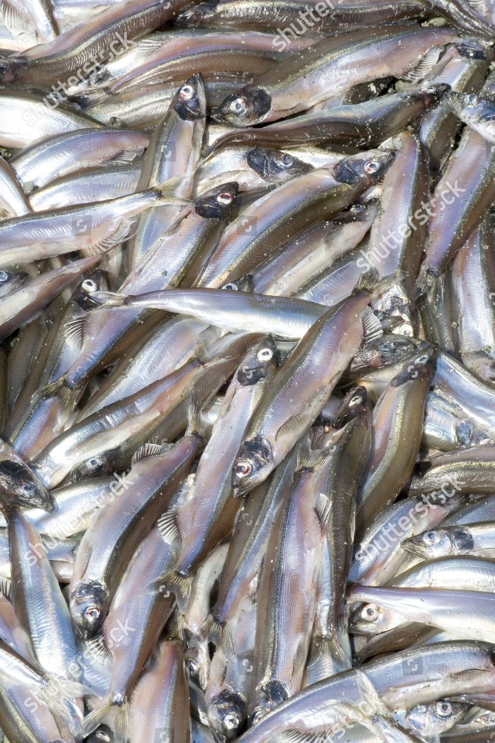 Eulachon Smelt Thaleichthys Pacificus Spawning Dieing Editorial Stock ...