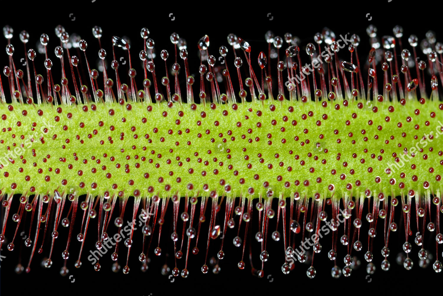 Sundew Leaf Drosera Gland Tentacles Editorial Stock Photo - Stock Image ...