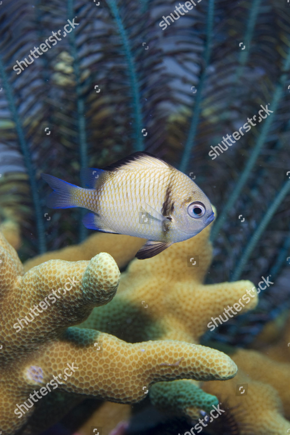 Reticulated Dascyllus Dascyllus Reticulatus Swimming Front Editorial ...