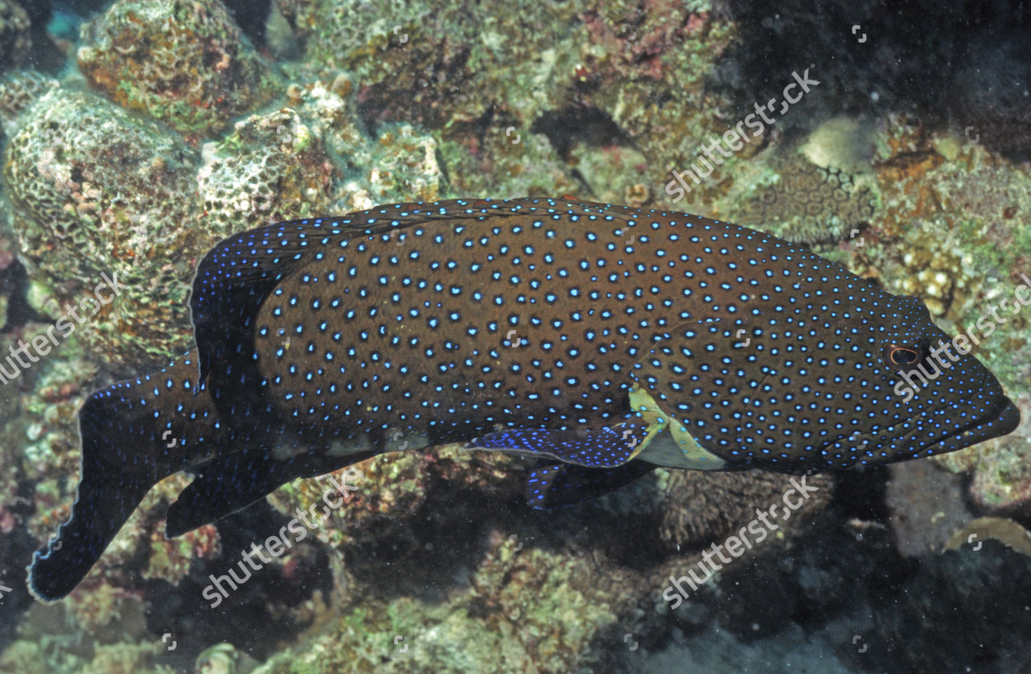 Peacock Hind Cephalopholis Argus Red Sea Editorial Stock Photo - Stock ...