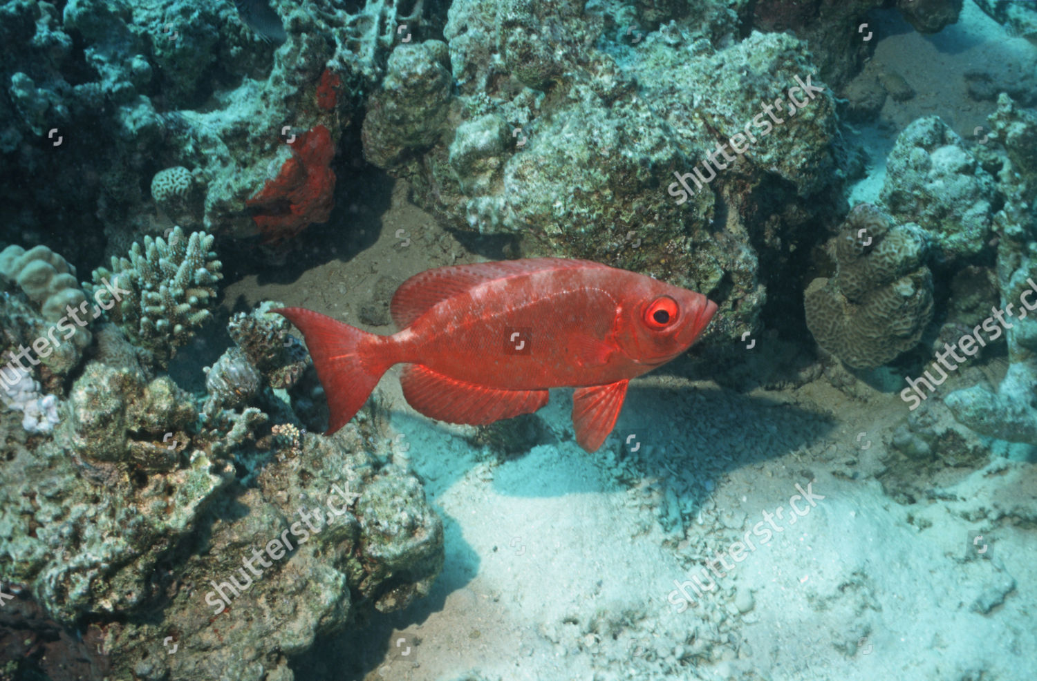 Moontail Bullseye Priacanthus Hamrur Red Sea Editorial Stock Photo ...