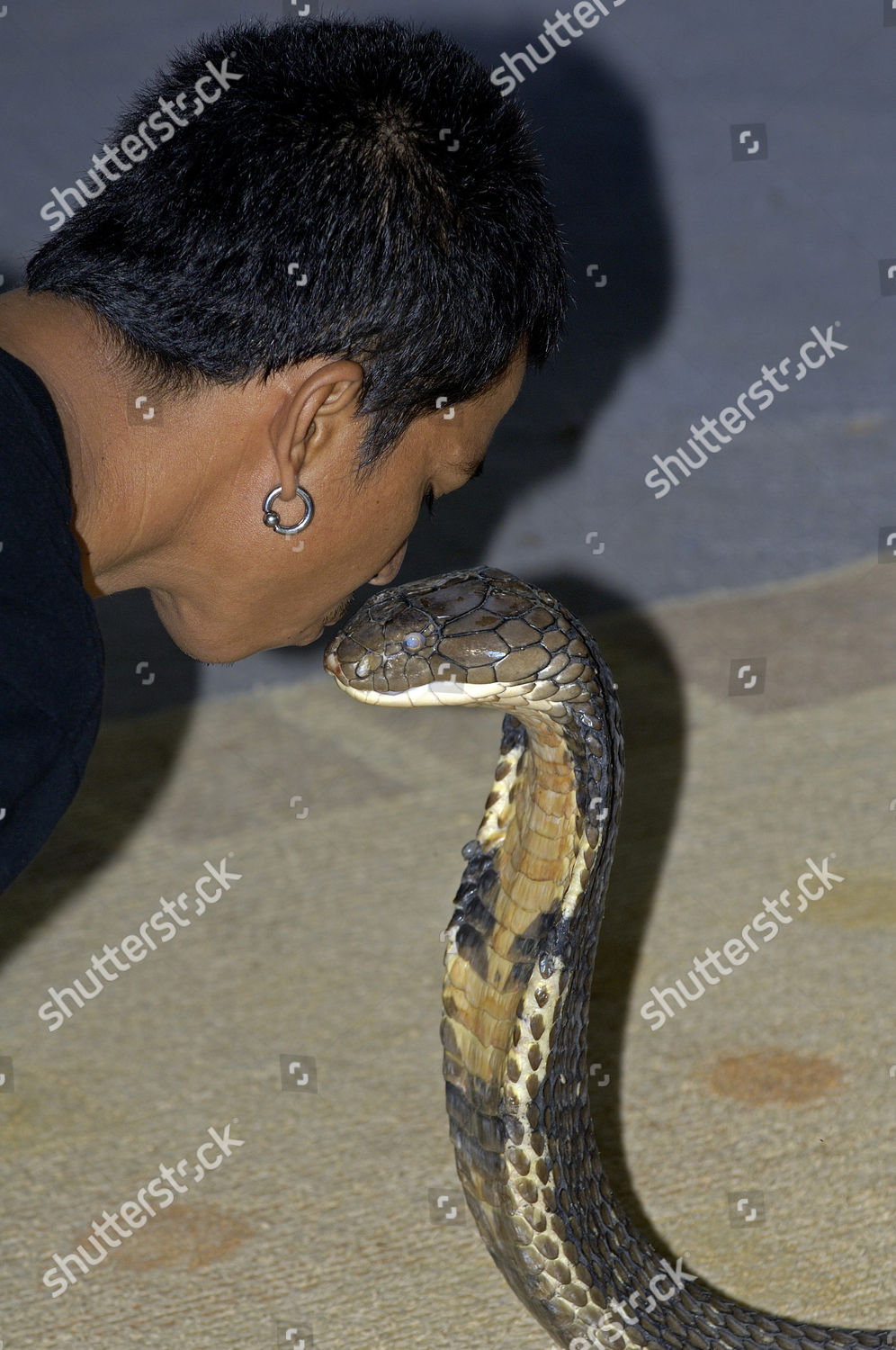 King Cobra Ophiophagus Hannah During Show Editorial Stock Photo - Stock ...