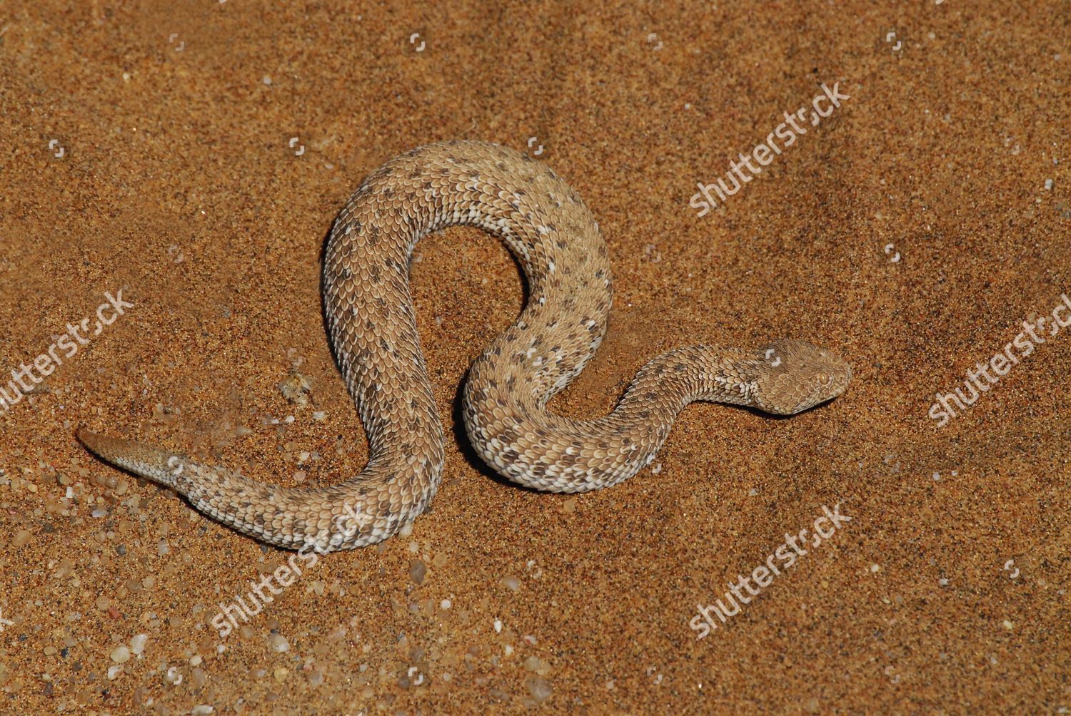 Sidewinding Adder Dwarf Puff Adder Bitis Editorial Stock Photo - Stock ...