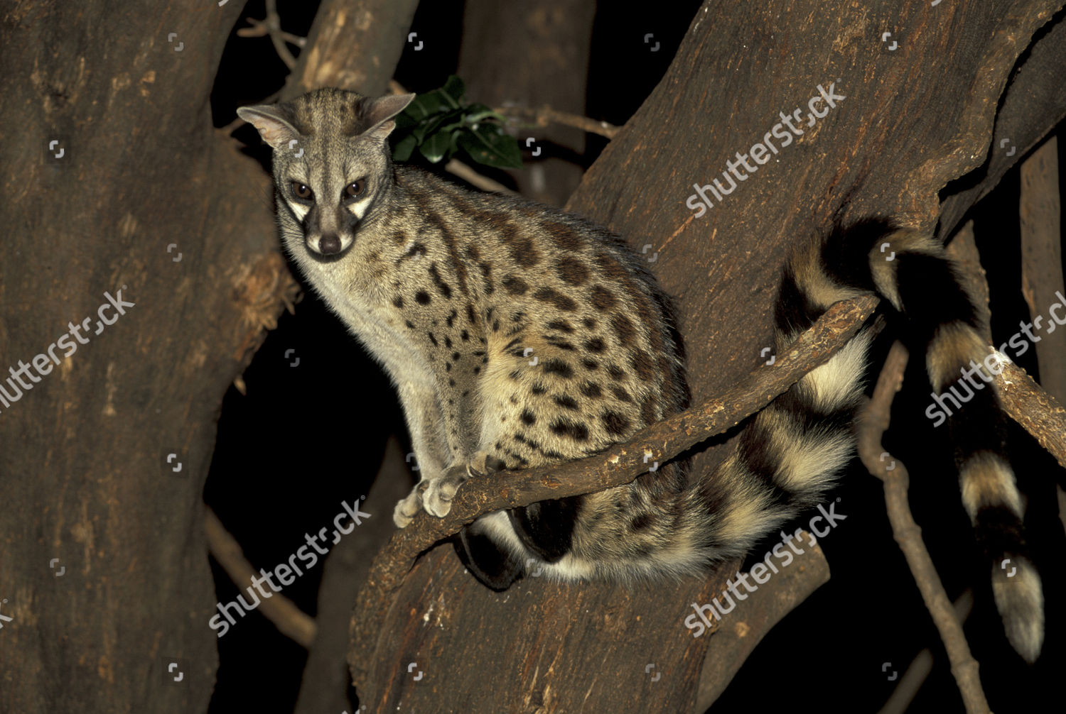Common Genet Smallspotted Genet European Genet Editorial Stock Photo ...