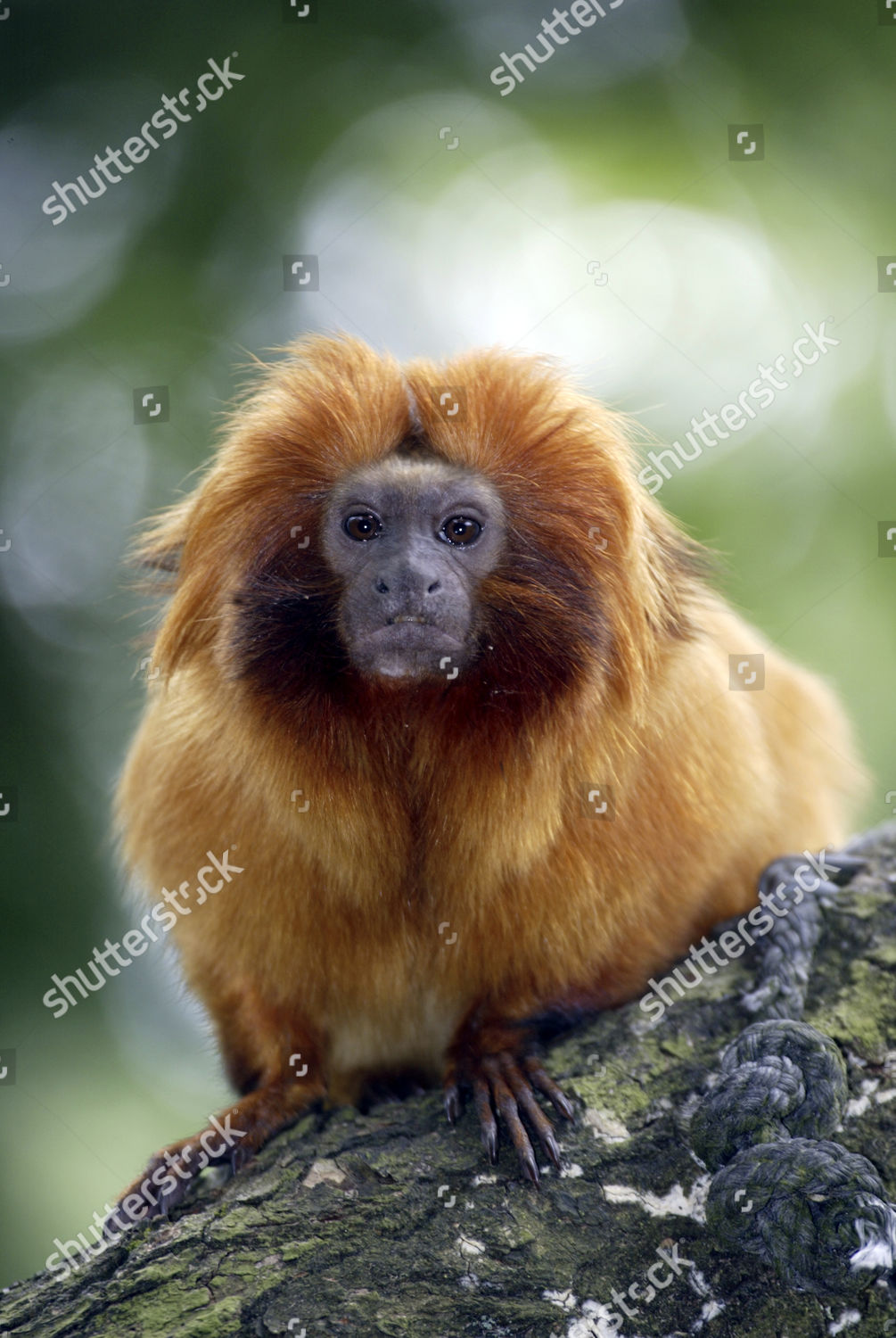 Golden Lion Tamarin Monkey Leontideus Rosalia Editorial Stock Photo ...