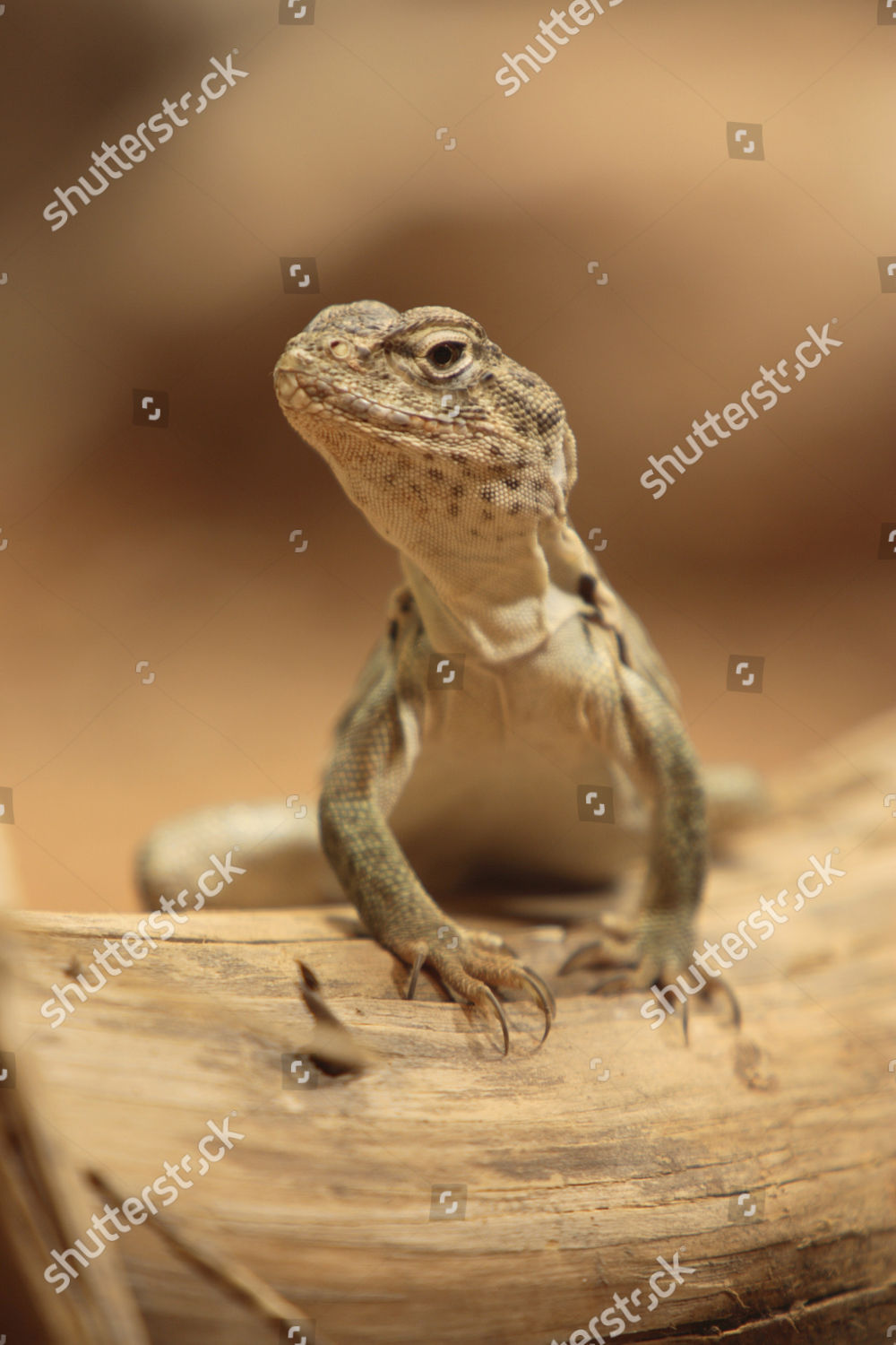 Oklahoma Collared Lizard Collared Lizard Crotaphytus Editorial Stock ...