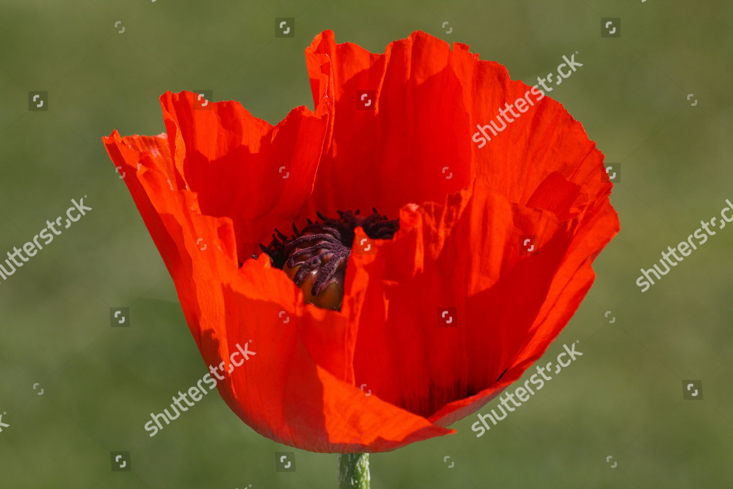 Blooming Oriental Poppy Papaver Orientale Red Editorial Stock Photo ...