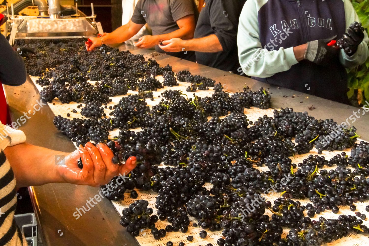 Sorting Table Where Grapes Sorted During Editorial Stock Photo - Stock ...