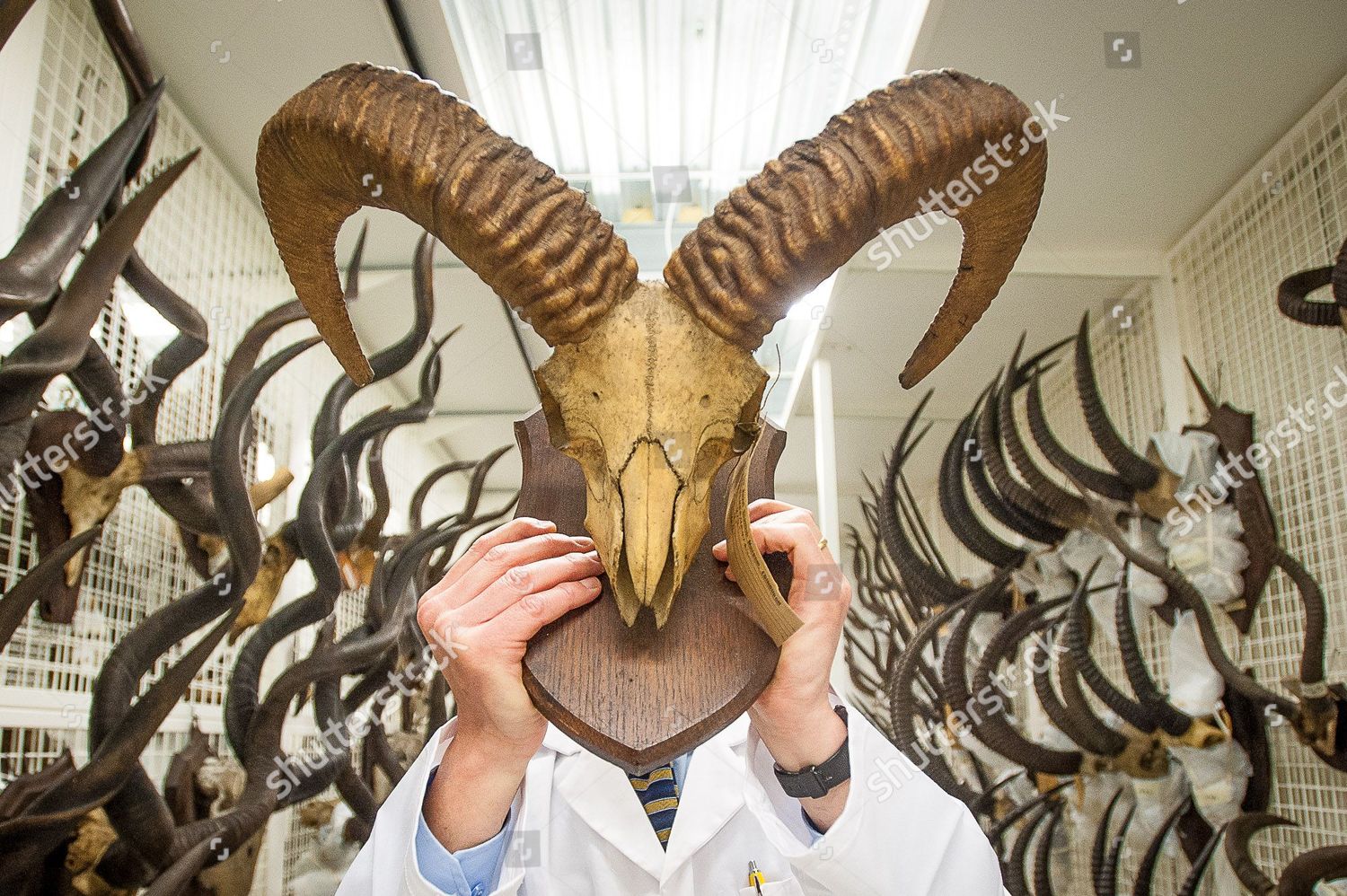 Dr Andrew Kitchener Principal Curator Vertibrates Editorial Stock Photo ...